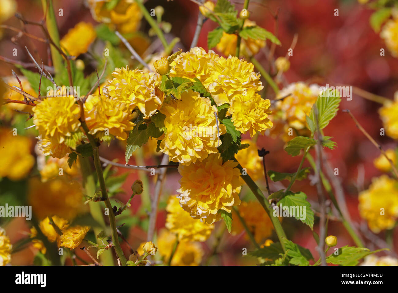 yellow kerria japonica pleniflora bachelor's button or jew's mallow ...