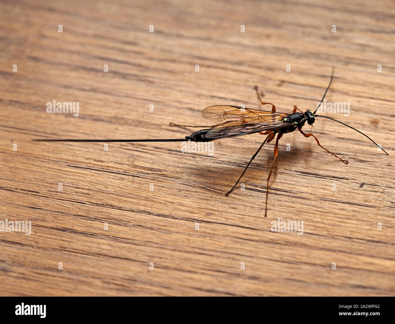 long ovipositor of female giant ichneumon (aka sabre wasp) a large ...