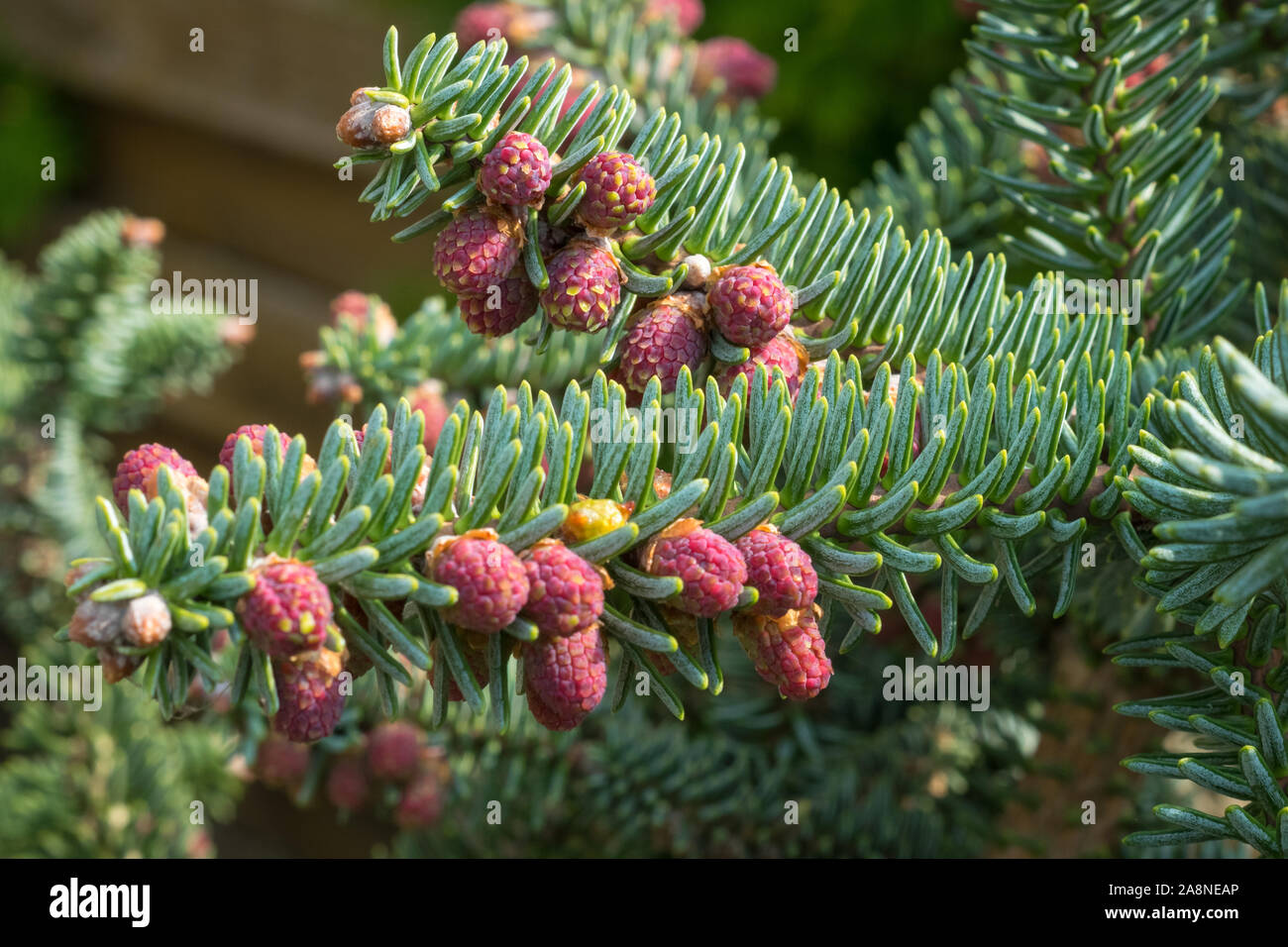 Close up of Spanish Fir (Abies pinsapo) with beautiful needles and ...