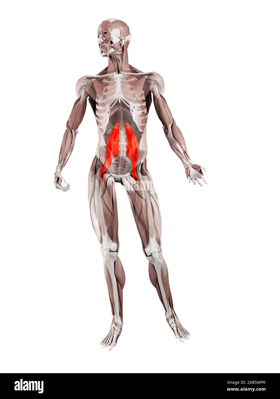 3d rendered muscle illustration of the psoas major Stock Photo - Alamy