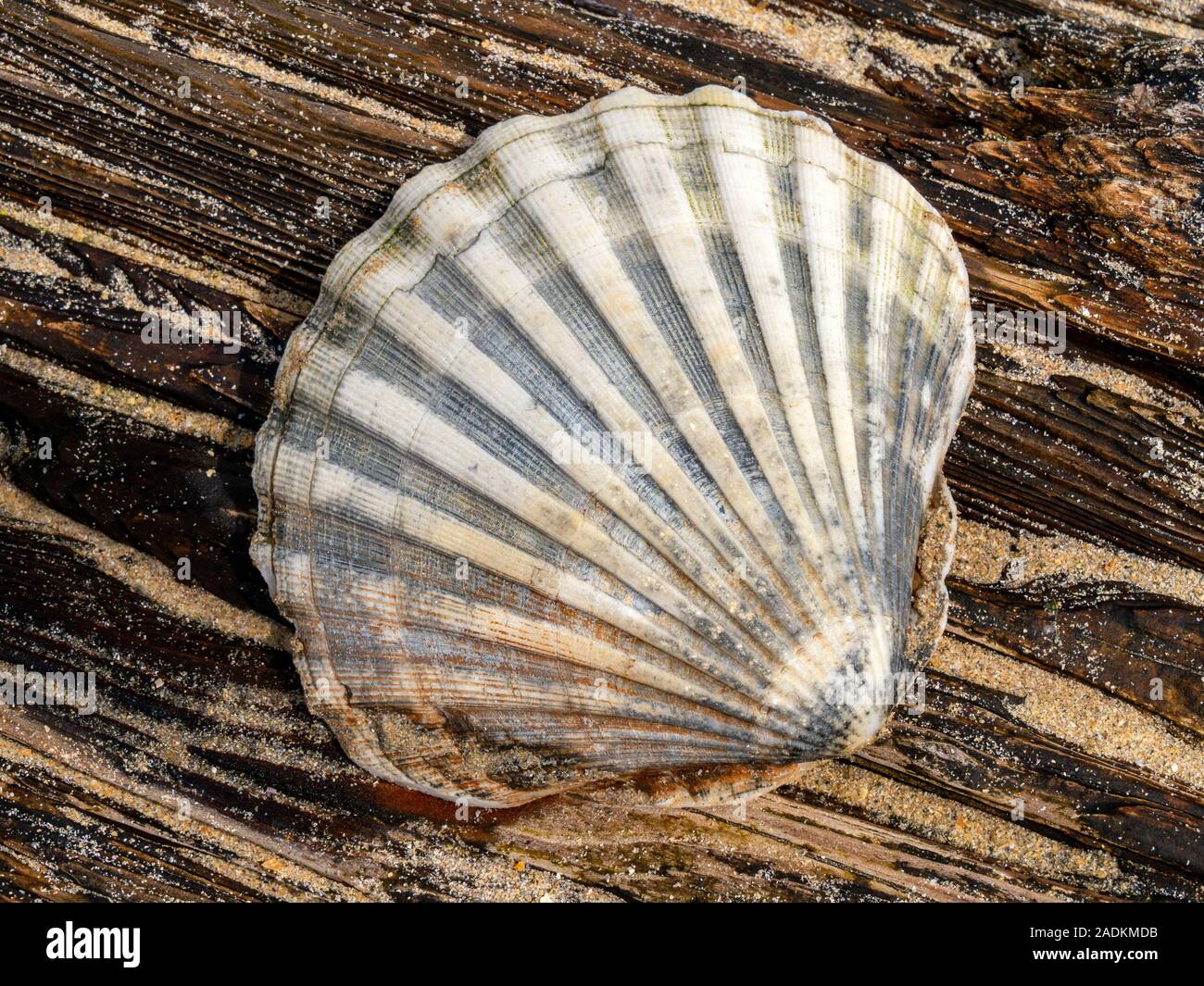 Half of a Great Scallop shell (Pecten maximus) lying on sandy wood ...