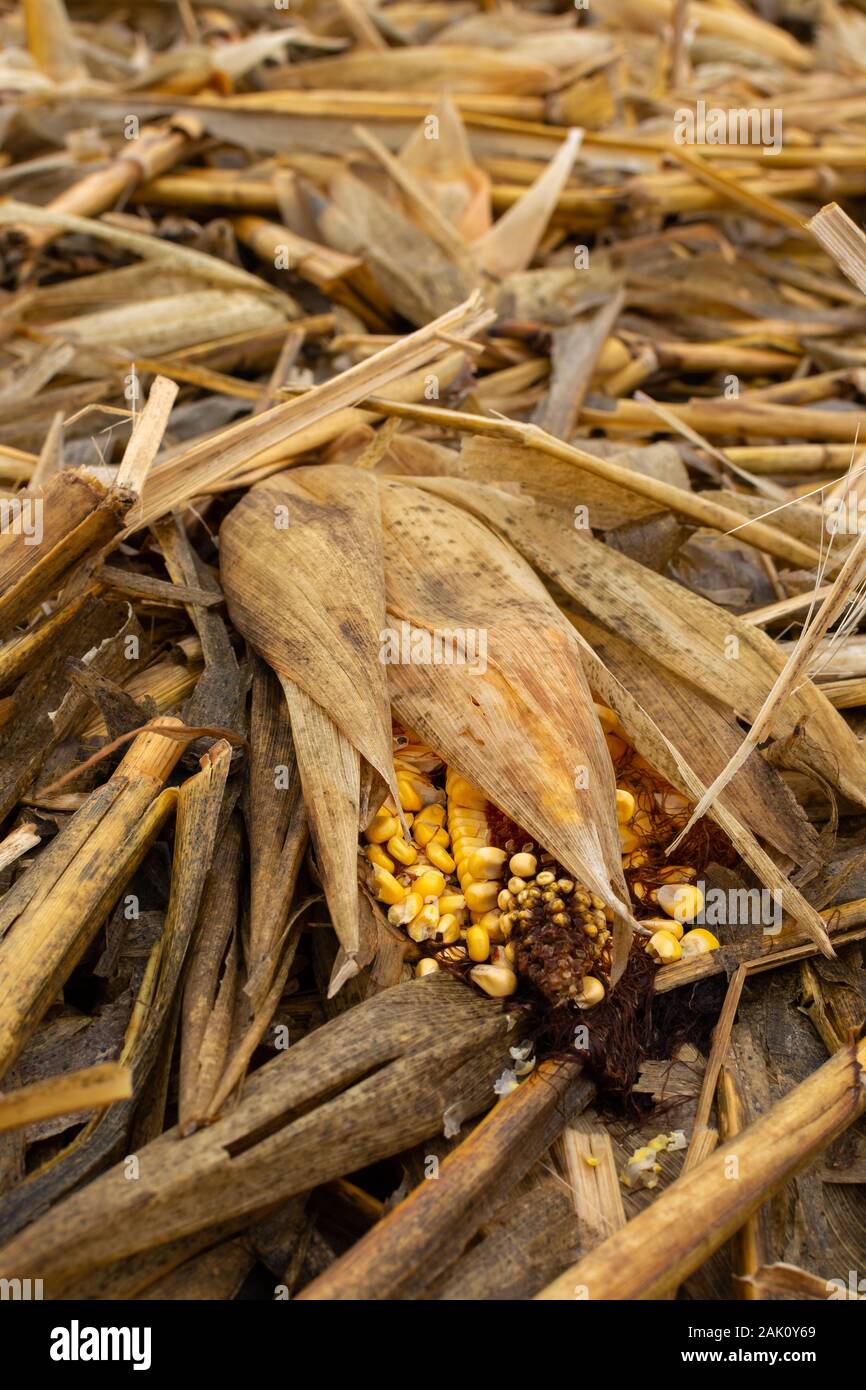 Corn in field during a mild Midwest Winter Stock Photo - Alamy