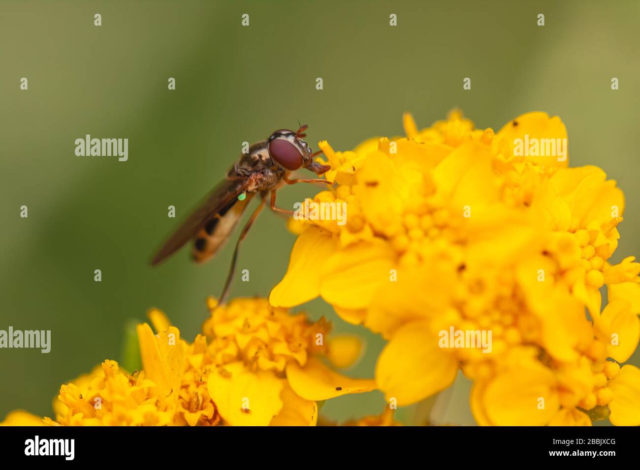 Close up at a hover fly, family Syrphidae, on cluster of seaside wooly ...