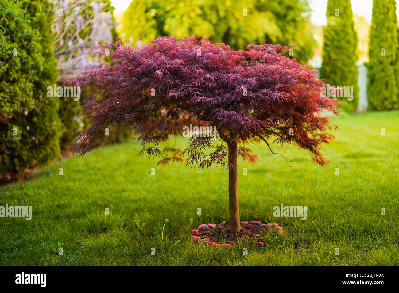 Red foliage of the weeping Laceleaf Japanese Maple tree (Acer palmatum ...