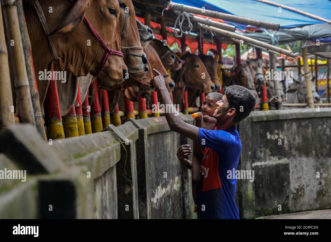 A father and son admiring the cows at kazir bazar, the largest Cattle ...