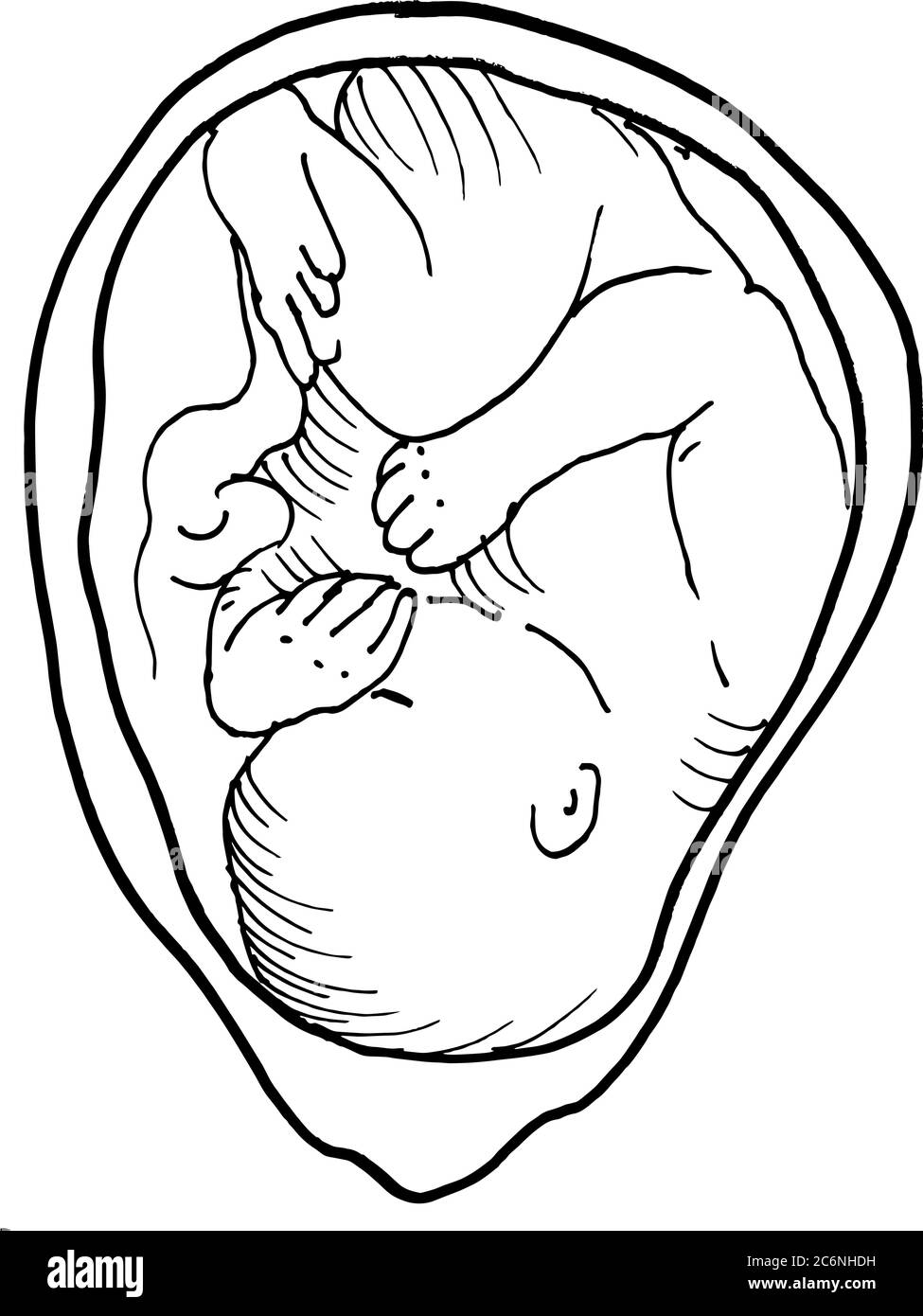 Contour vector outline drawing of human embryo. Medical design editable ...