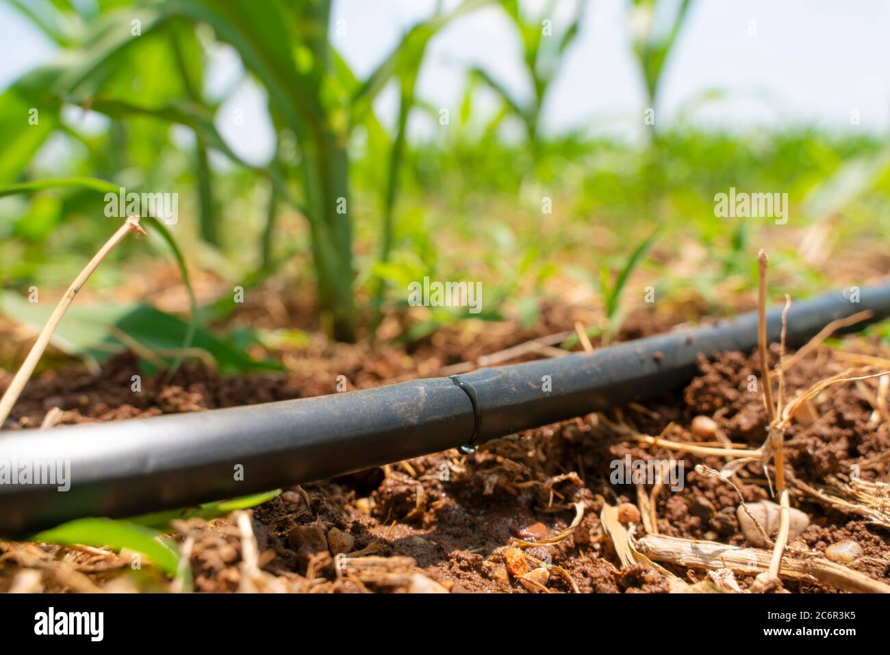 Drip Irrigation System Close Up. Water saving drip irrigation system ...