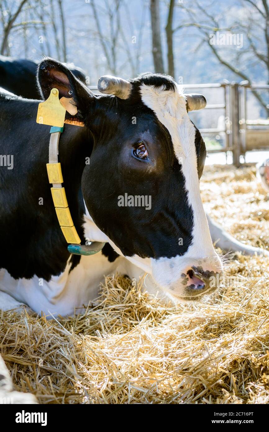 Close up of healthy beautiful looking Holstein cow lying down on a bed ...