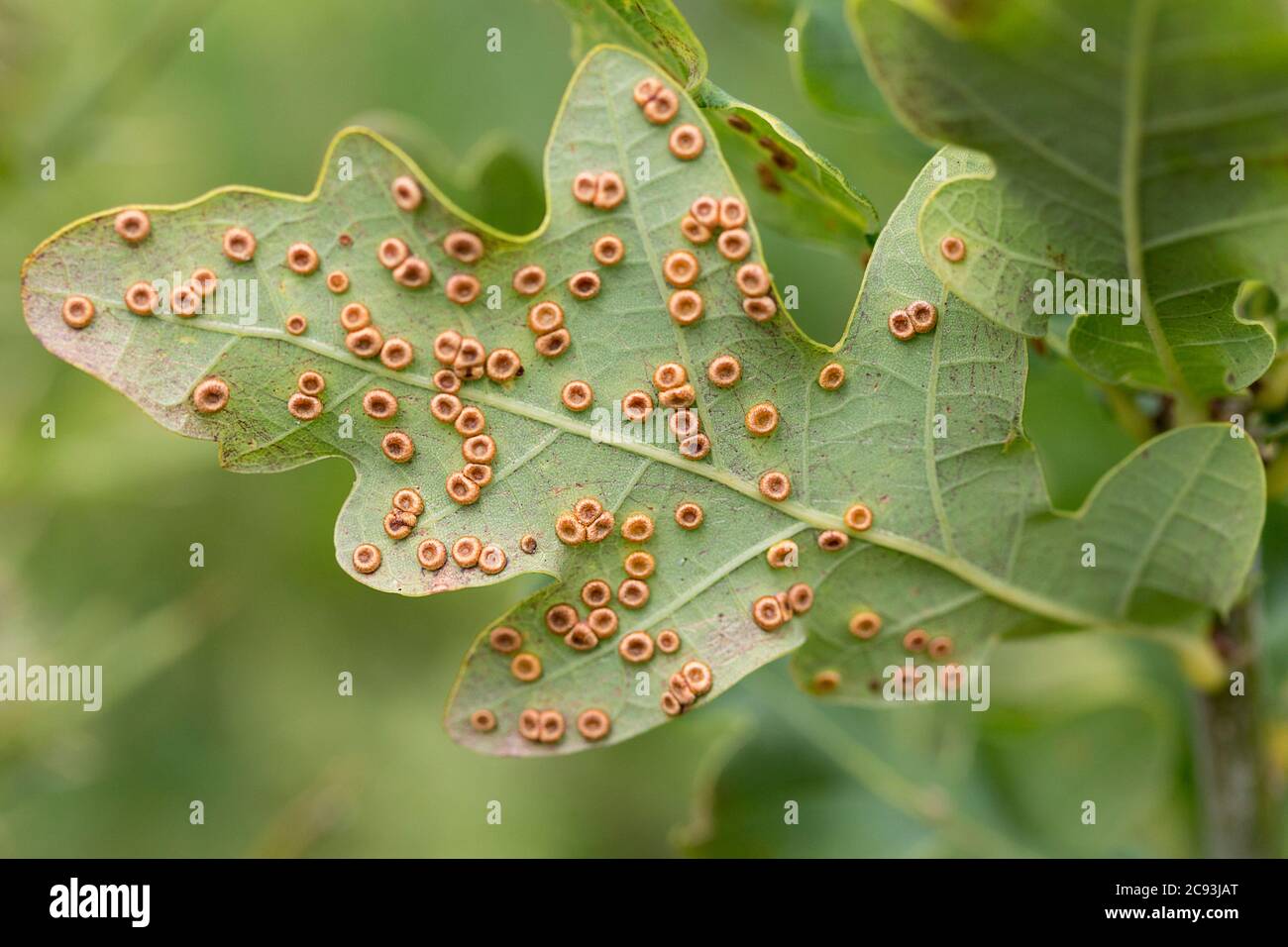 Ring shaped insect eggs on underside of leaf resembling tiny donuts ...