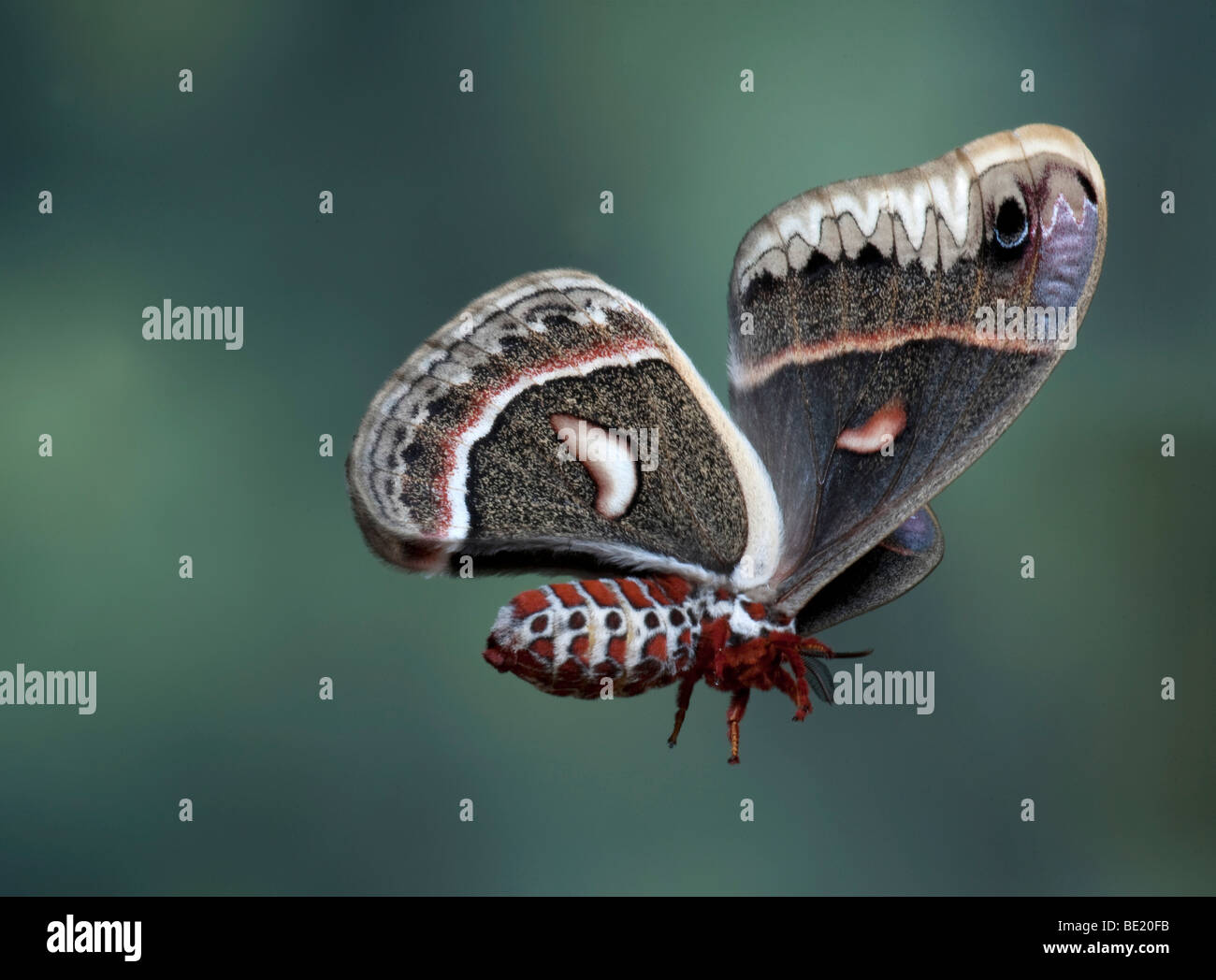 Robin Moth Hyalophora cecropia USA America's largest silkmoth Stock ...