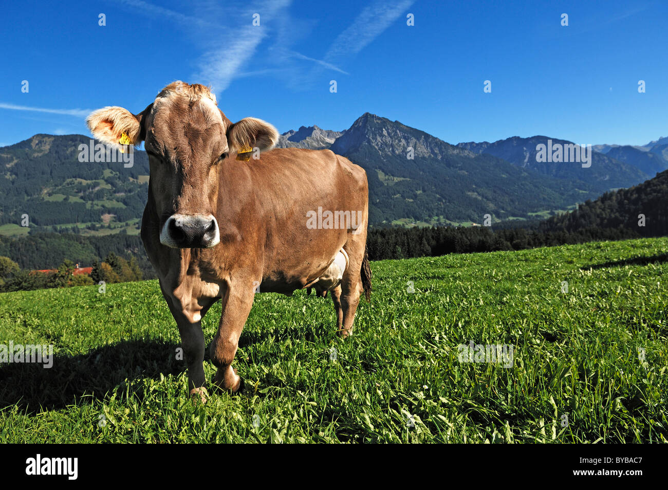Dairy cow on the pasture, Allgaeu Alps at the back, Fischen, Allgaeu ...