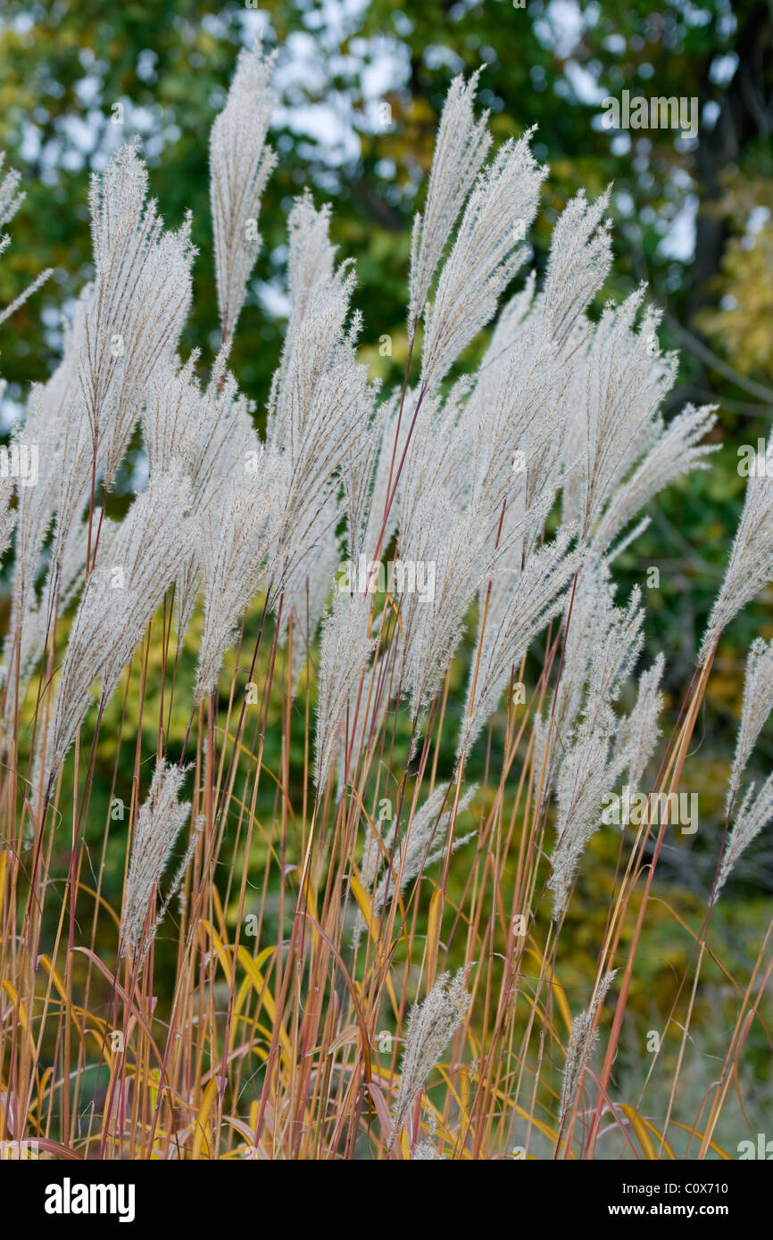 Amur silvergrass (Miscanthus sacchariflorus Stock Photo - Alamy