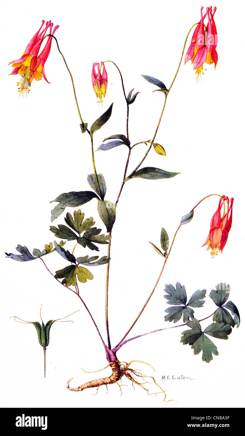 First published 1915 Wild Columbine Aquilegia Canadensis Stock Photo ...