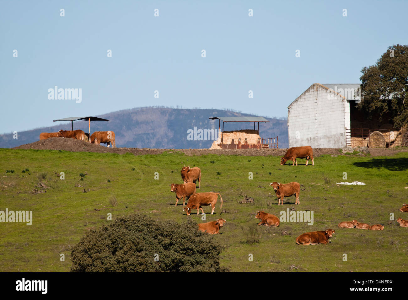 Bovine cattle ranch Stock Photo - Alamy