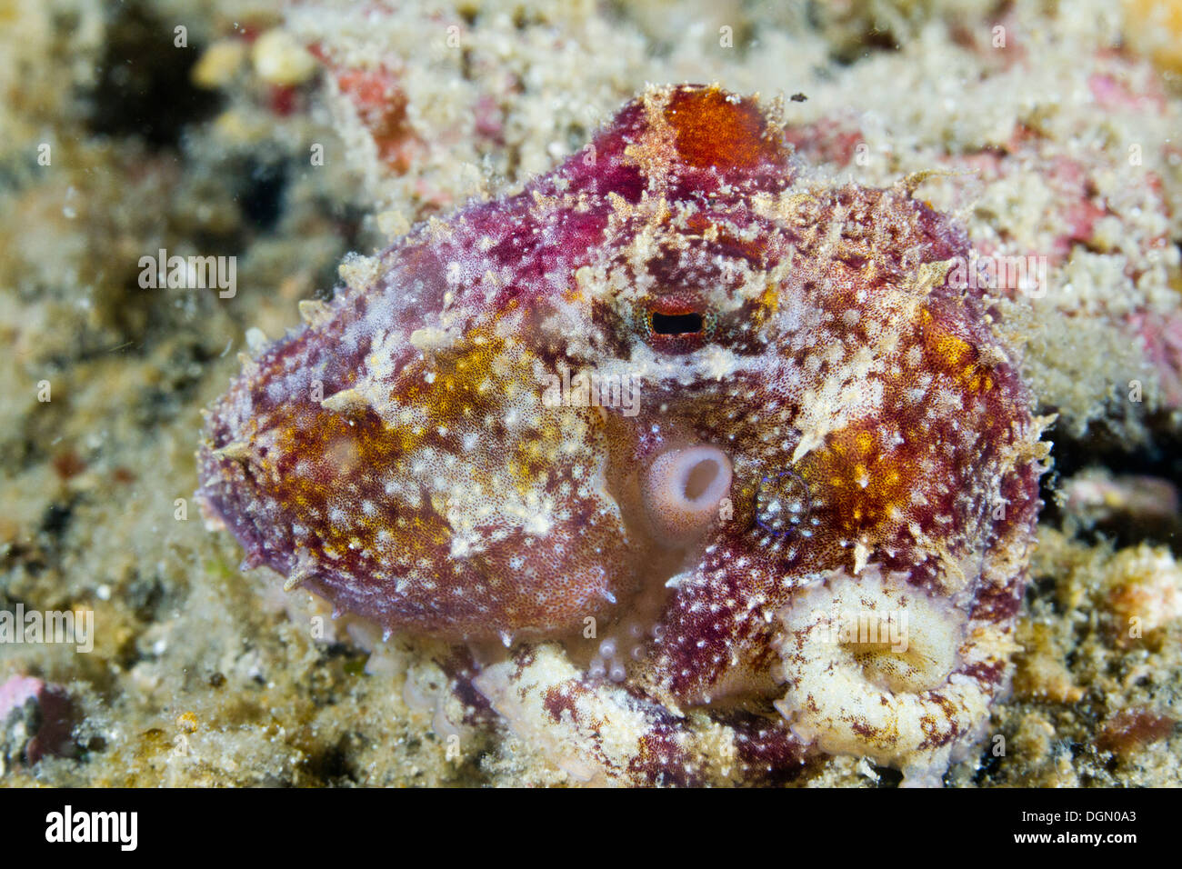 Poison Ocellate Octopus - Octopus mototi, Lembeh Strait, Sulawesi Stock ...