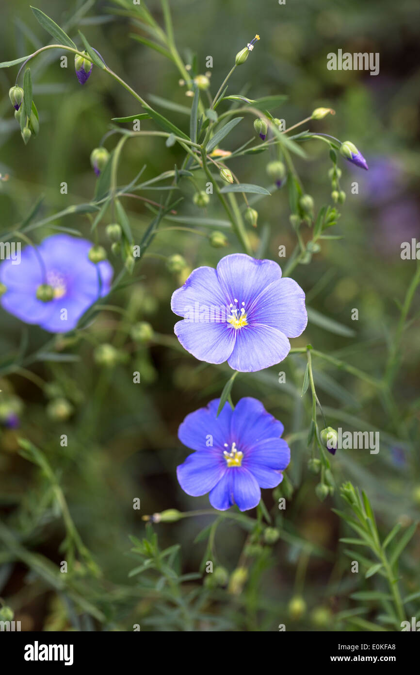 Linseed flax, Linum perenne, used for linseed oil or cereals in Stock ...