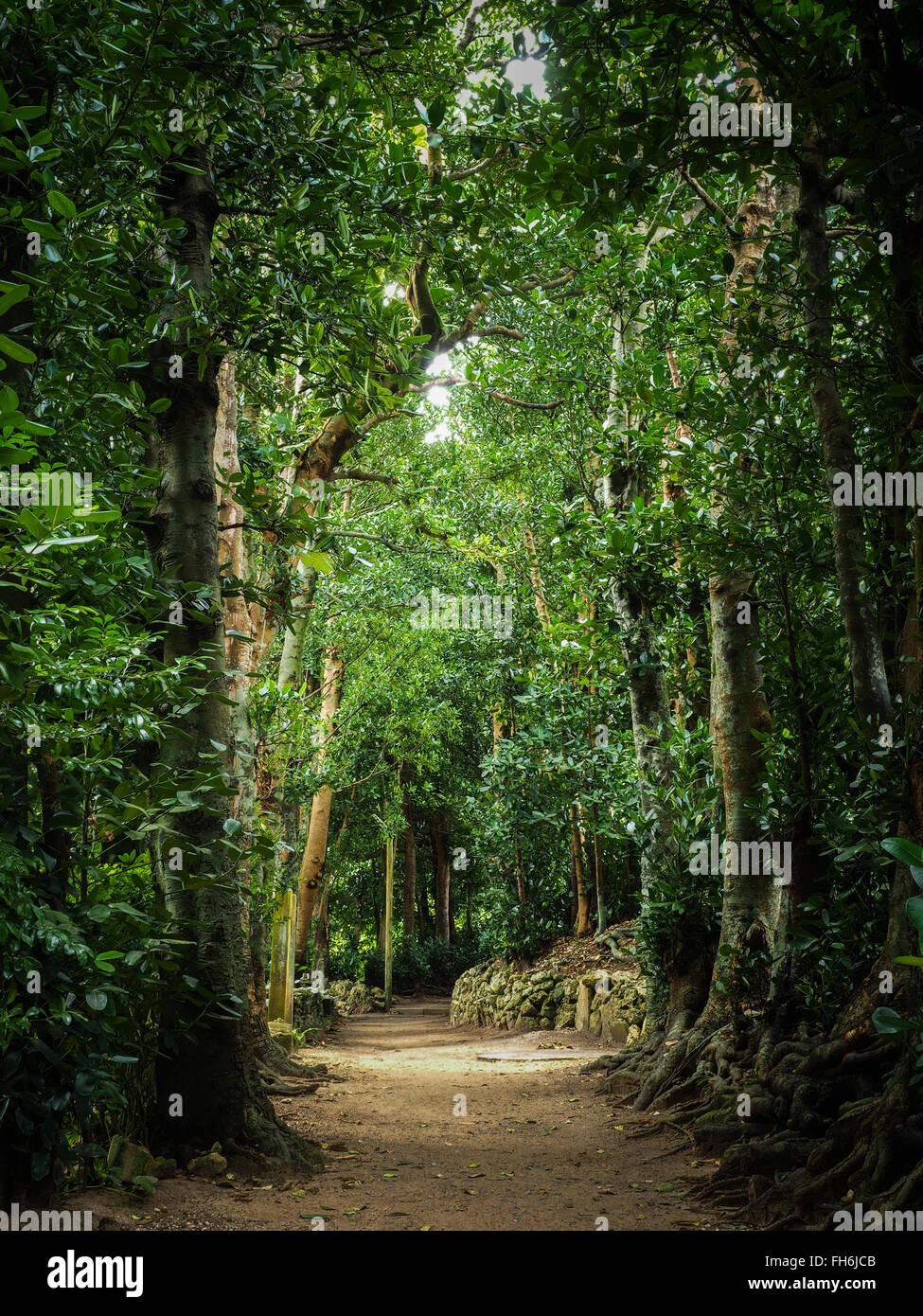 Fukugi Tree of Bise, Okinawa Japan Stock Photo - Alamy