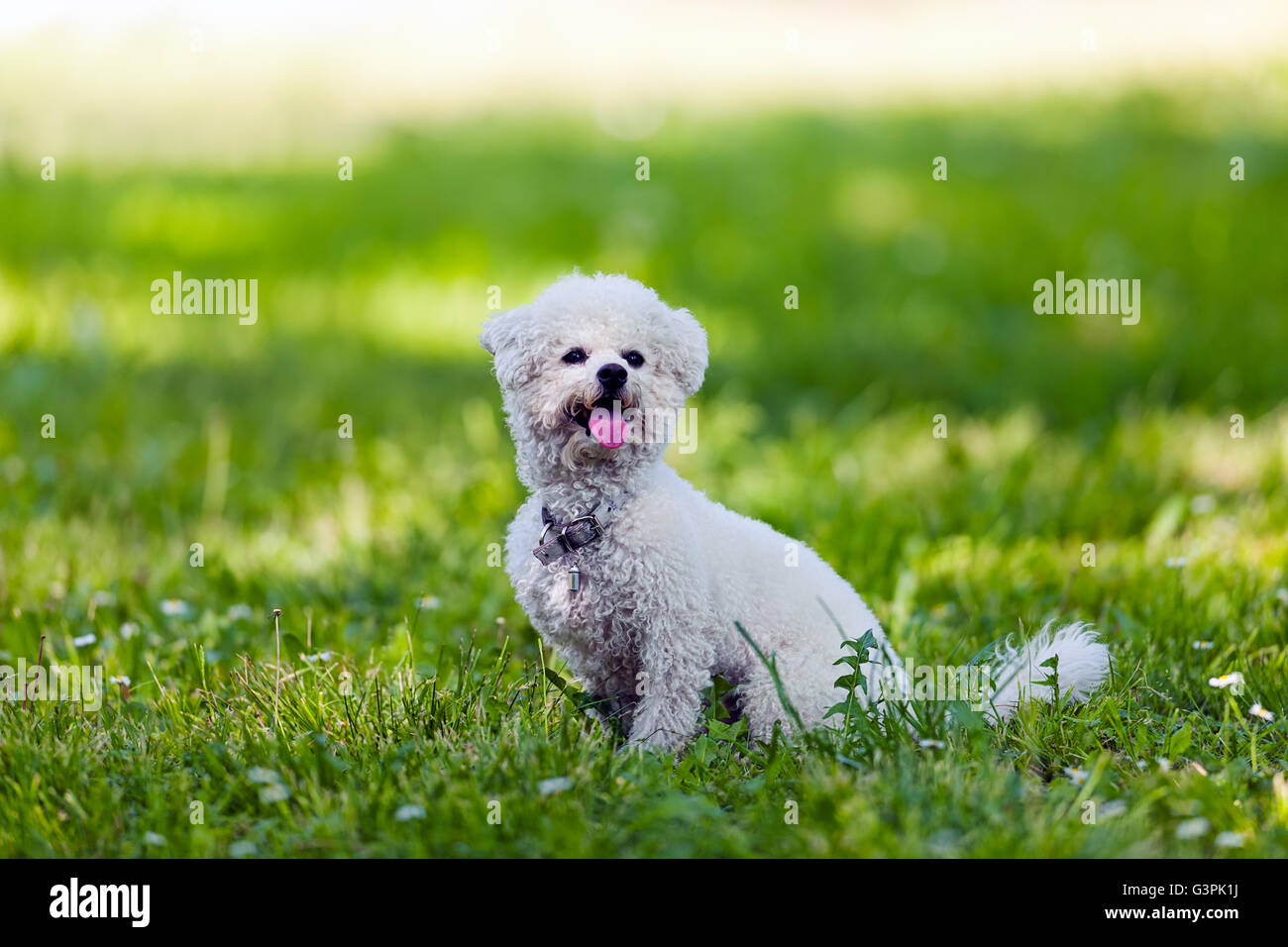 cute small bichon sitting in grass in the park, notice: shallow depth ...