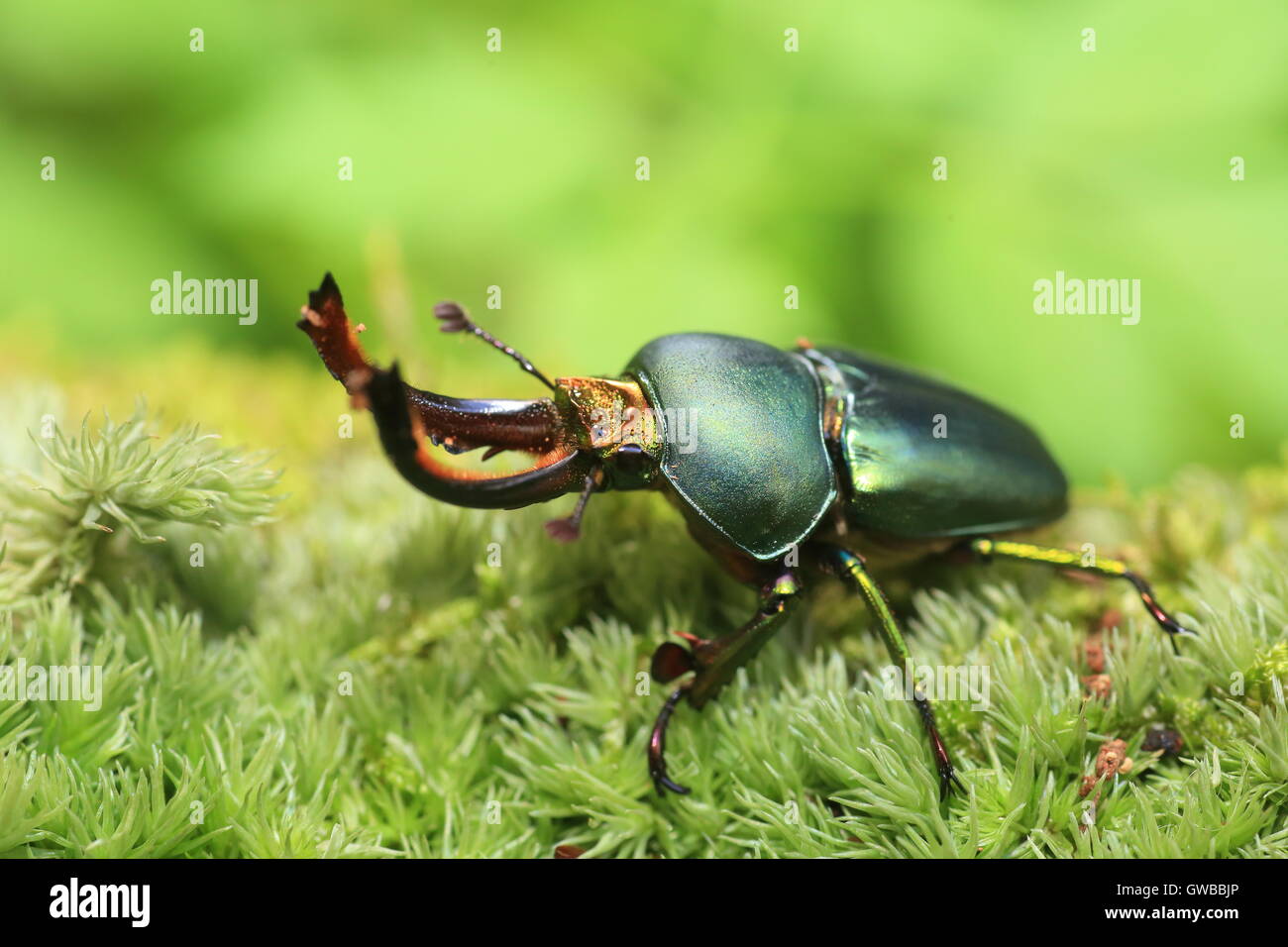 Papuan stag beetle (Lamprima adolphinae) male in Papua New Guinea Stock ...