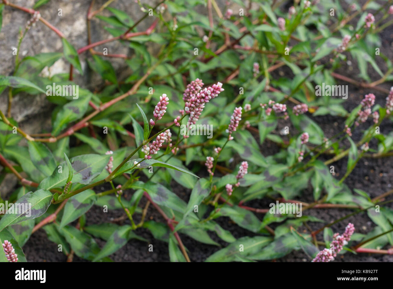 Redshank, Persicaria Maculosa, weeds growing in summer, United Stock ...