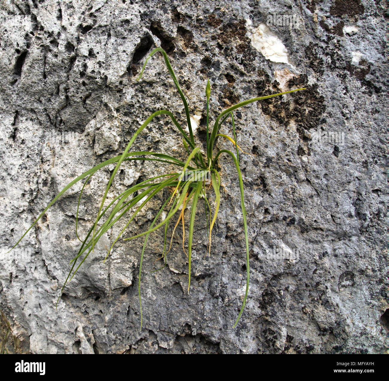 Plants grow from stone. Shell stone (chalk-stone; fossil rock ...