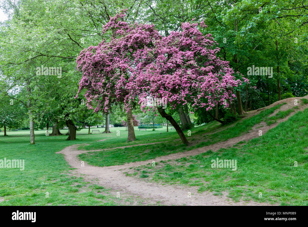 A Crimson Cloud Hawthorn tree, Crataegus Laevigata punicea in full ...