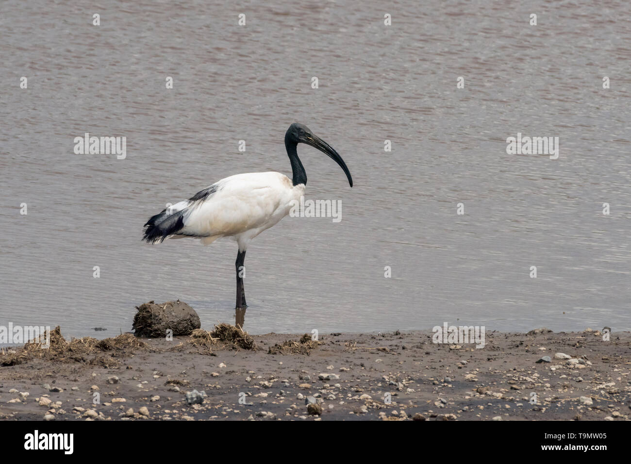 African sacred ibis (Threskiornis aethiopicus) at the lake shore with ...