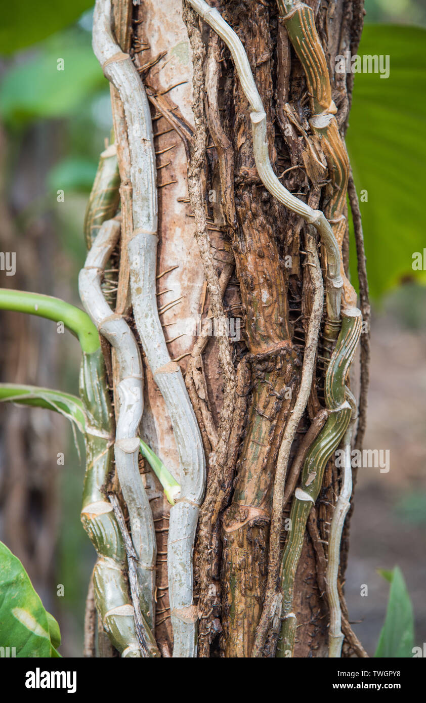 Vines growing up tree trunk in a tropical rainforest in Darwin ...