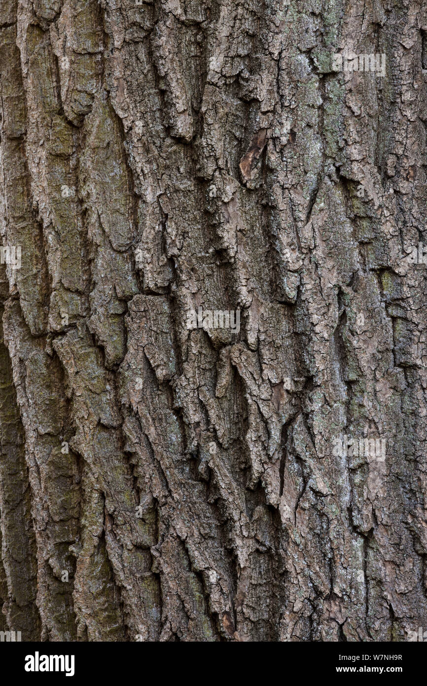 Ash tree bark (Fraxinus excelsior) close up detail, Peak District ...
